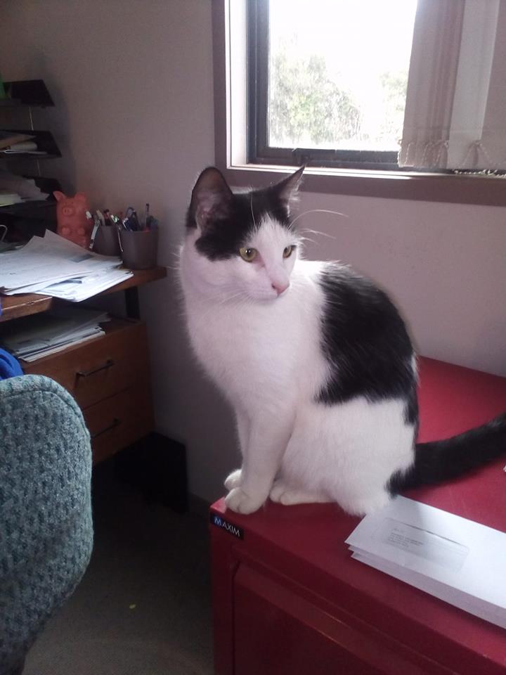 The Most Purrrrfect Solution for Eco-Friendly Pest Control – Horridge ...